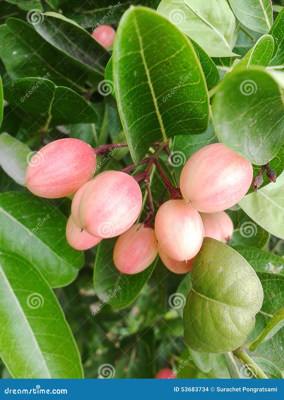 Karonda fruit stock photo. Image of white, karonda, carissa - 53683734