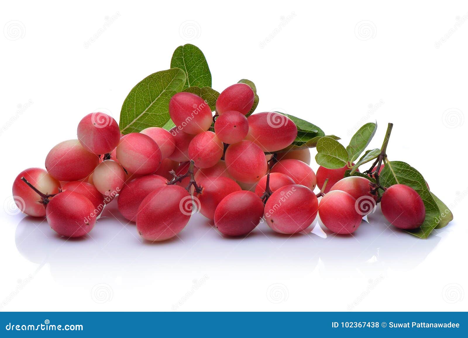 Karonda fruit stock photo. Image of healthy, herb, carandas - 102367438