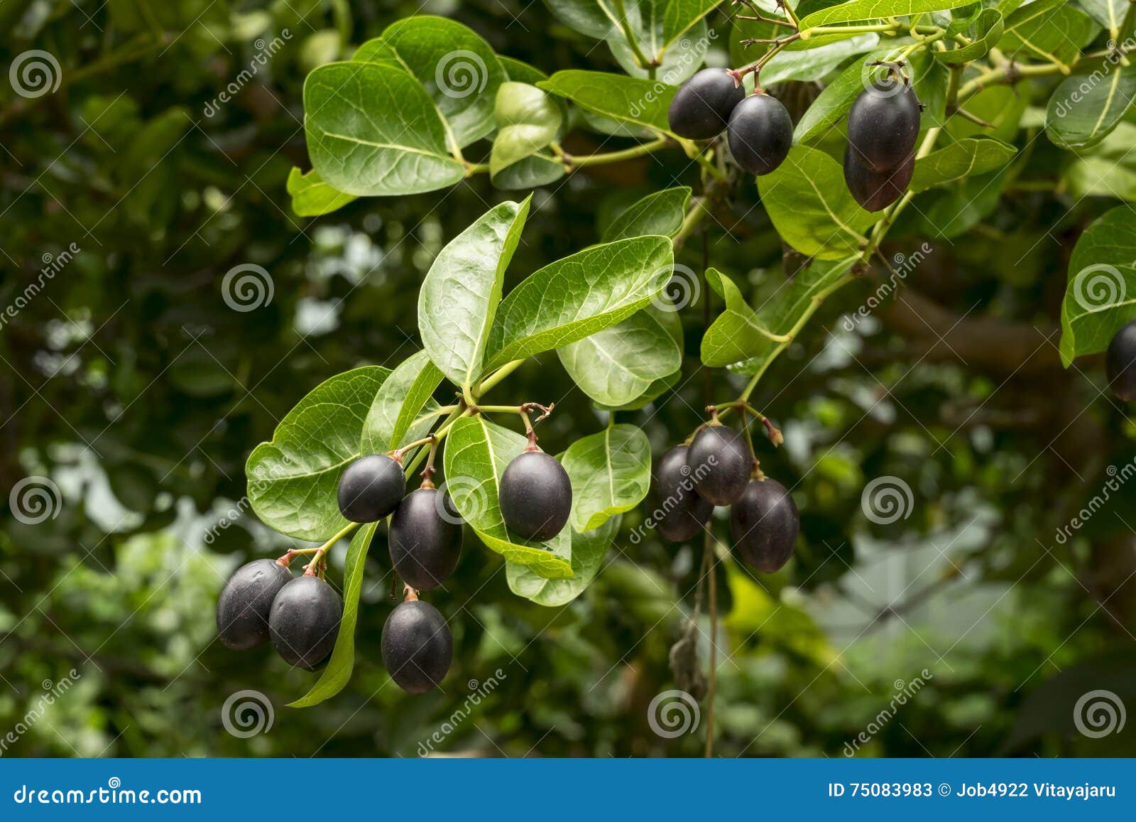 Karonda Fruit stock image. Image of organic, farm, herb - 75083983