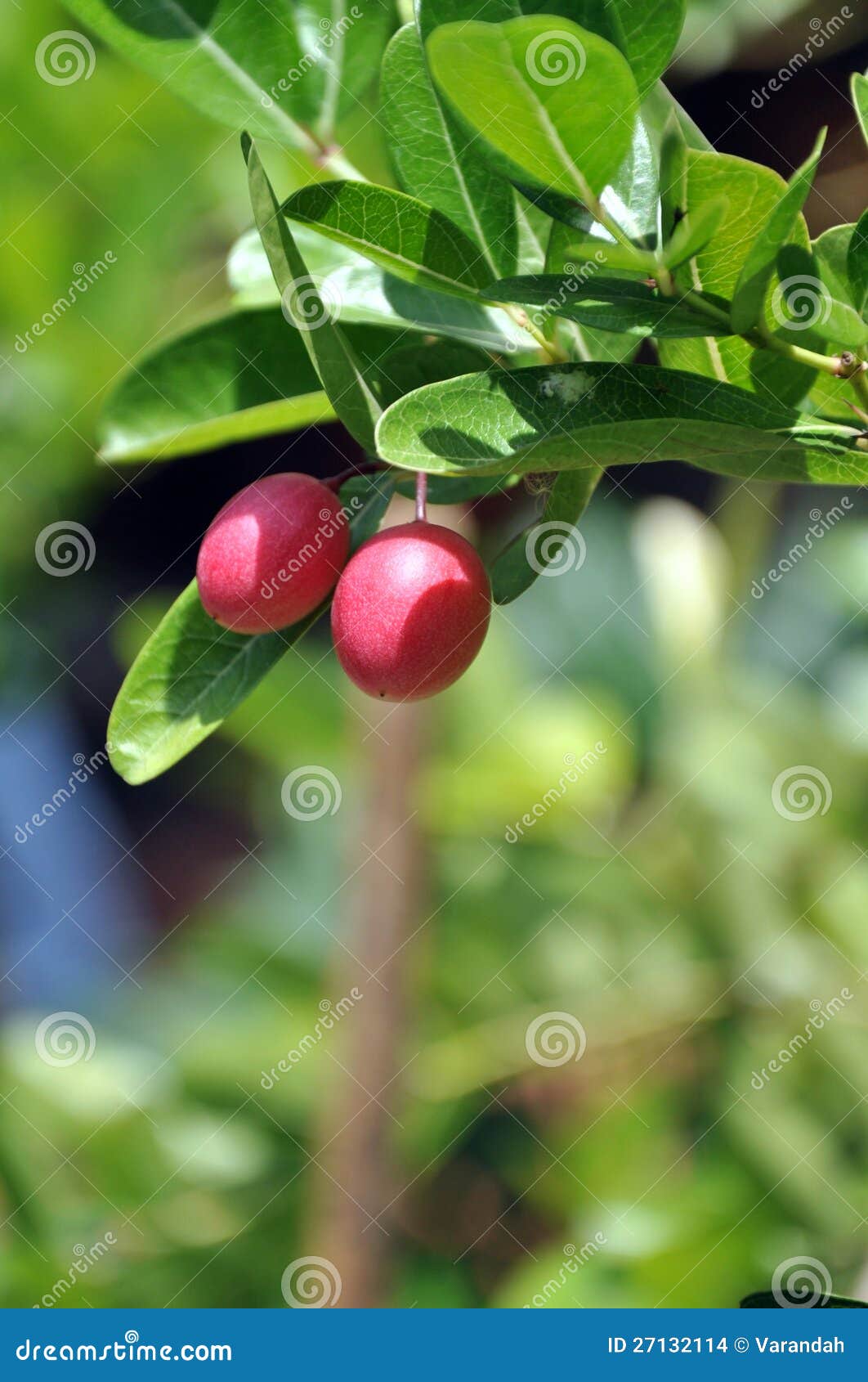 Karonda Fruit is on the Tree Stock Photo - Image of keranda, south ...