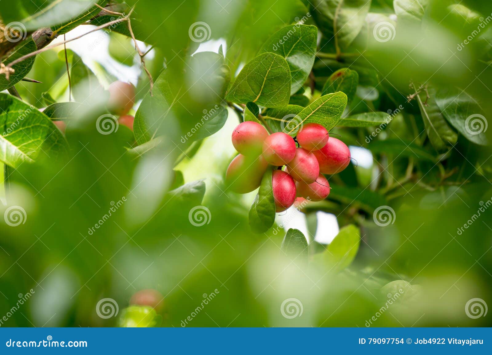 Karonda Fruit on tree stock photo. Image of produce, karonda - 79097754