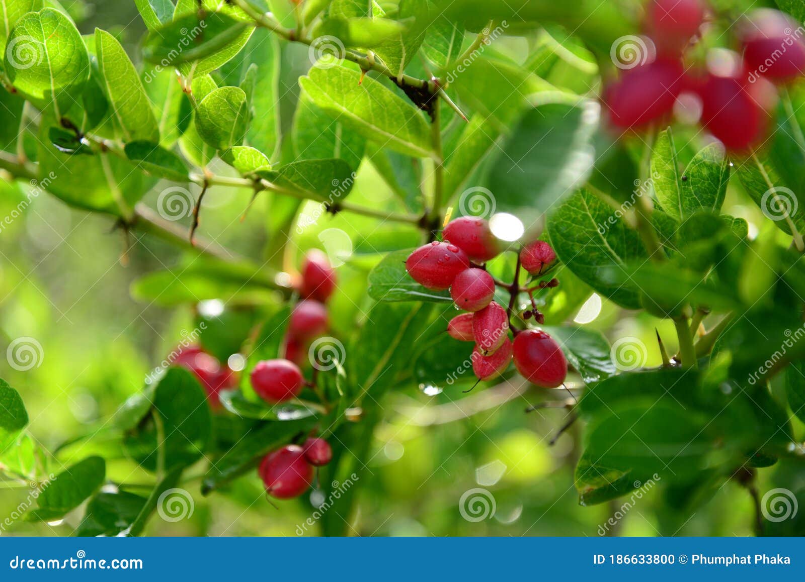 Karonda fruit on tree stock photo. Image of evening - 186633800