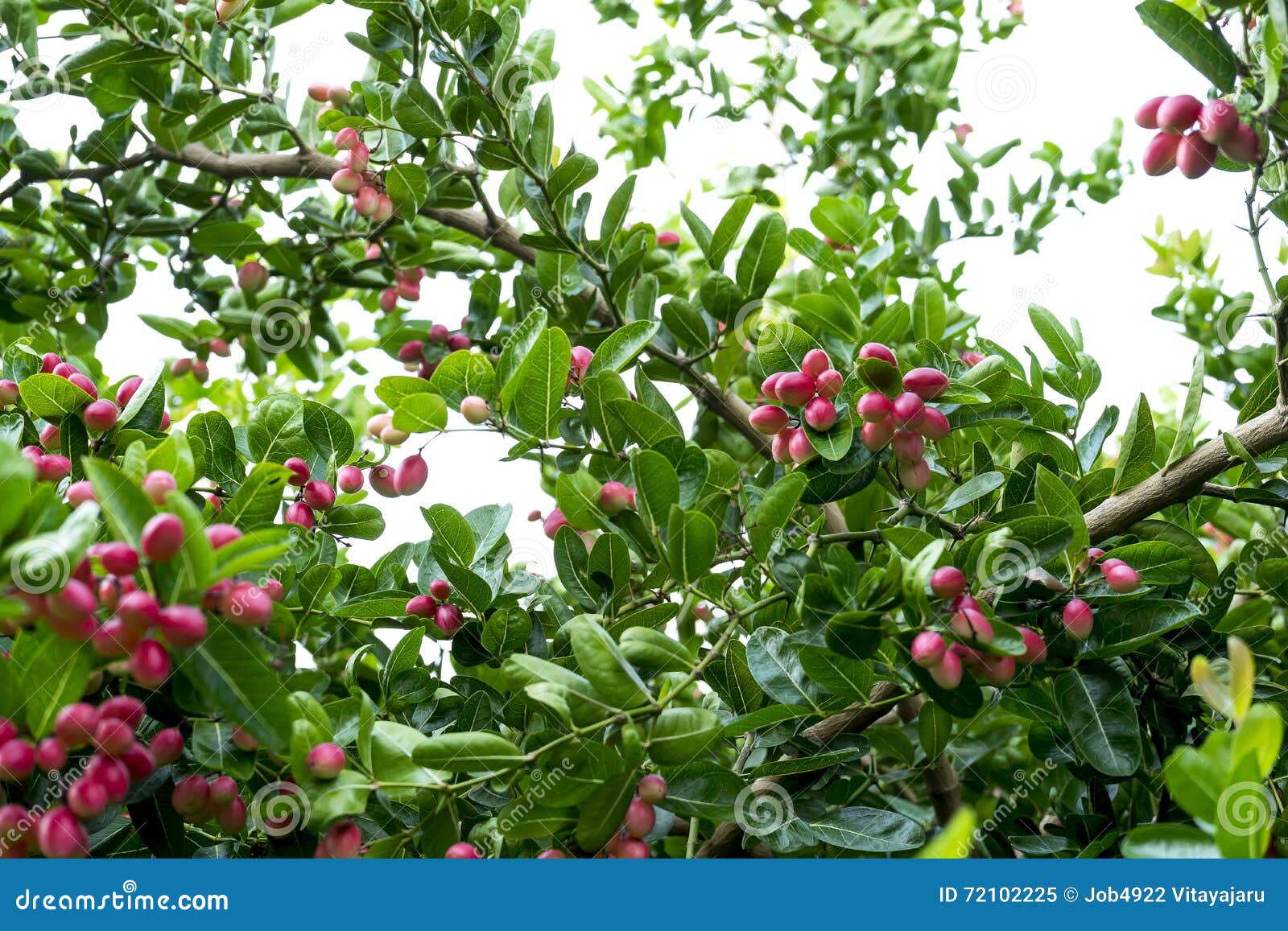 Karonda Fruit stock image. Image of cultivation, bright - 72102225