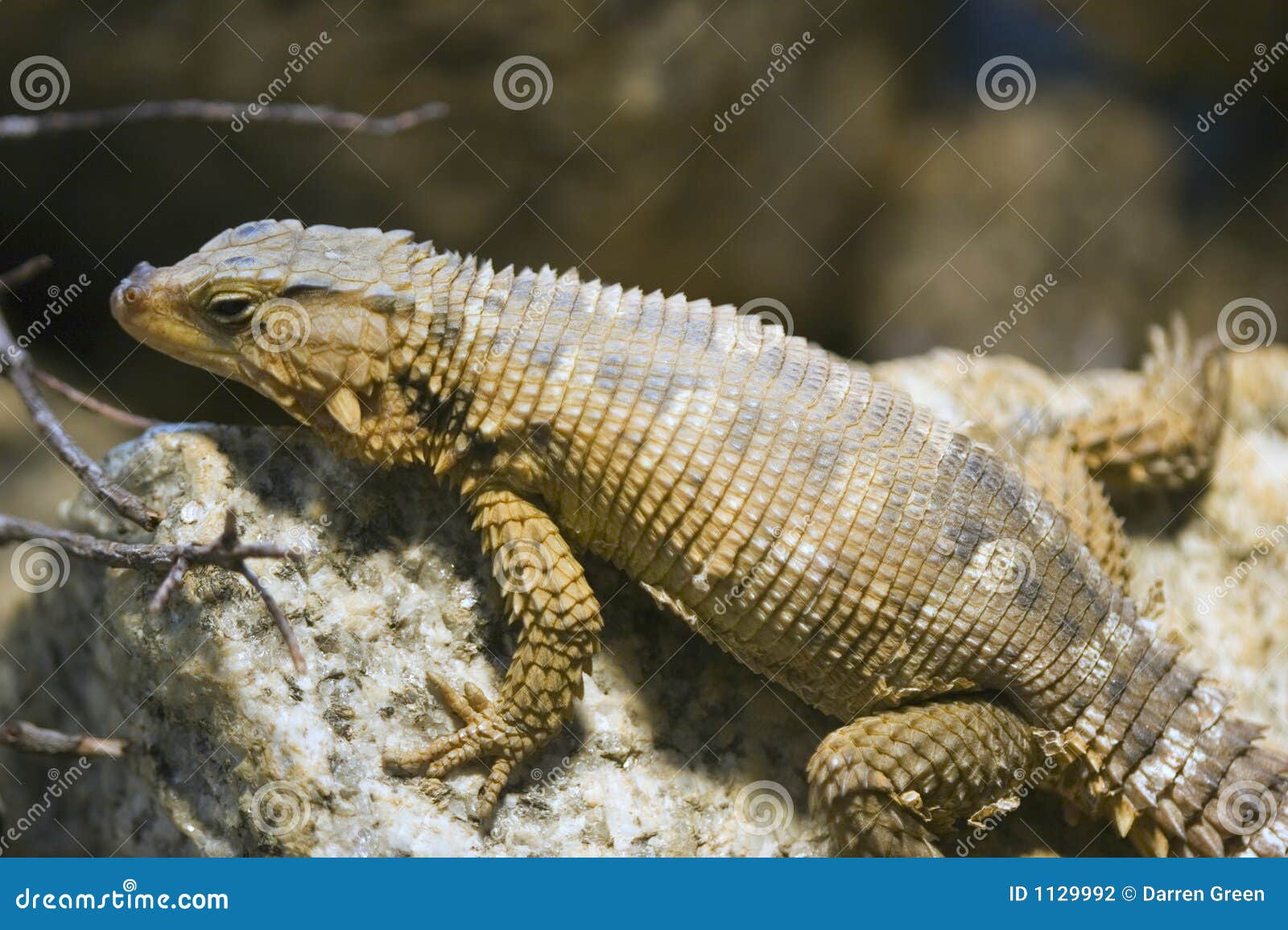 Karoo Girdled Lizard, Cordylus Polyzonus Stock Photo - Image of nambia ...