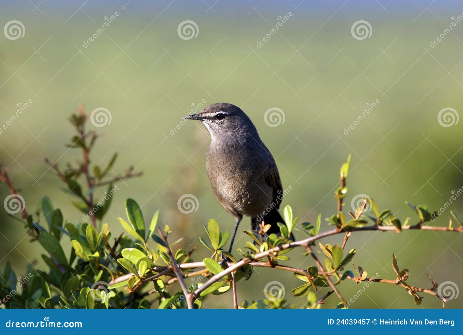 Karoo Scrub Robin stock image. Image of alertness, feather - 24039457