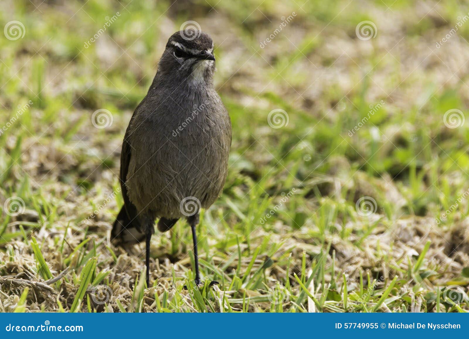 Karoo Scrub Robin Cercotrichas Coryphaeus Stock Image - Image of south ...
