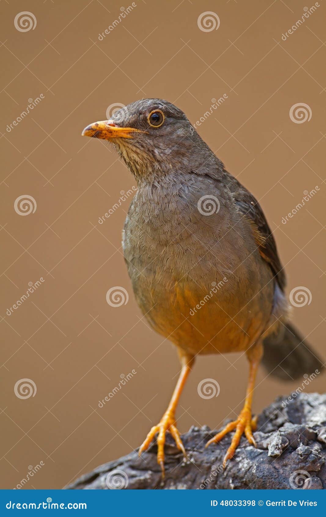 Karoo Thrush Perched on Rock Stock Photo - Image of smithi, perched ...