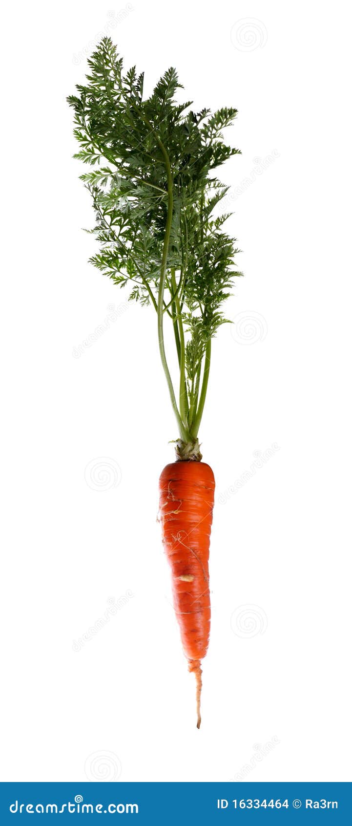 Karotte stockfoto. Bild von nahaufnahme, gemüse, karotte - 16334464