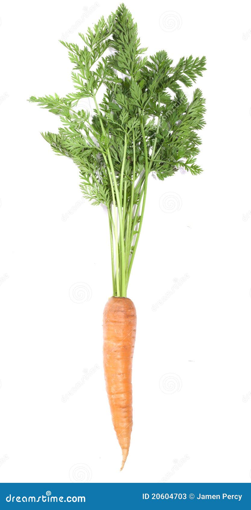 Karotte stockbild. Bild von getreide, gesund, gemüse - 20604703