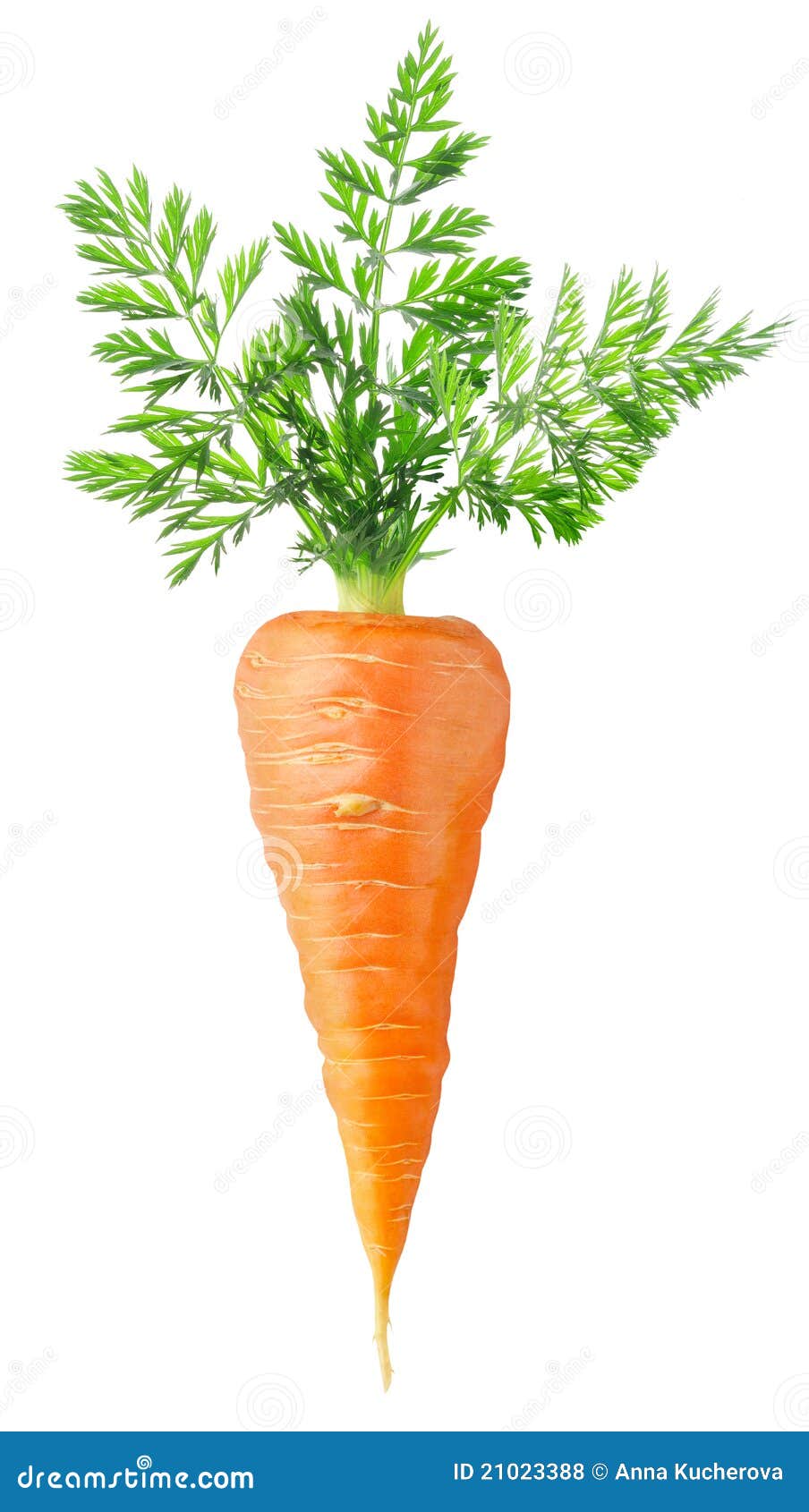 Karotte Lizenzfreie Stockfotos - Bild: 21023388