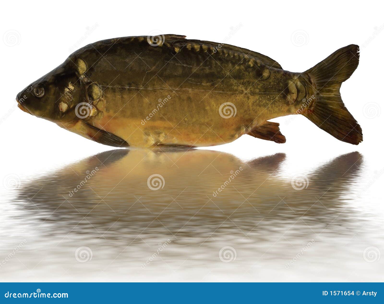 Karp zdjęcie stock. Obraz złożonej z jezioro, żebro, złoto - 1571654