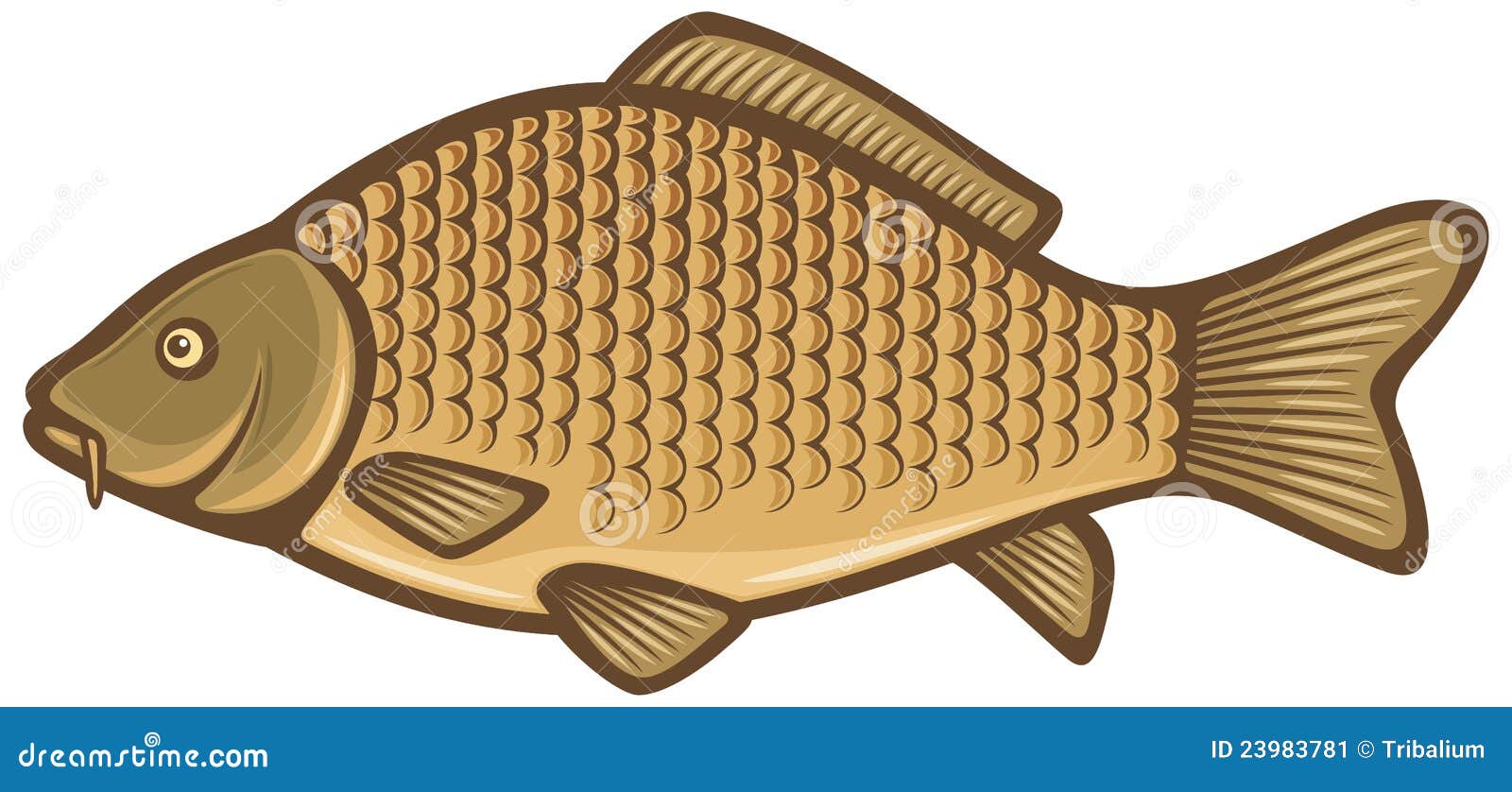 Karp Ryba Obraz Stock - Obraz: 23983781