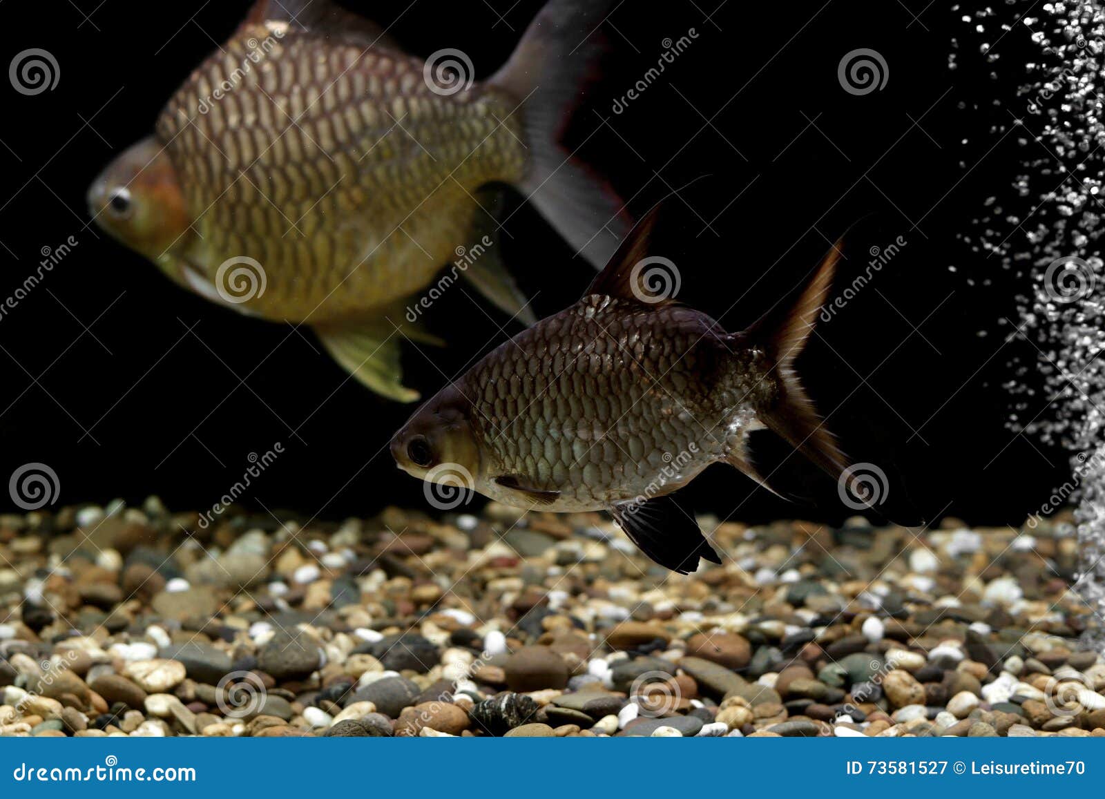 Karp ryba w akwarium obraz stock. Obraz złożonej z akwaria - 73581527