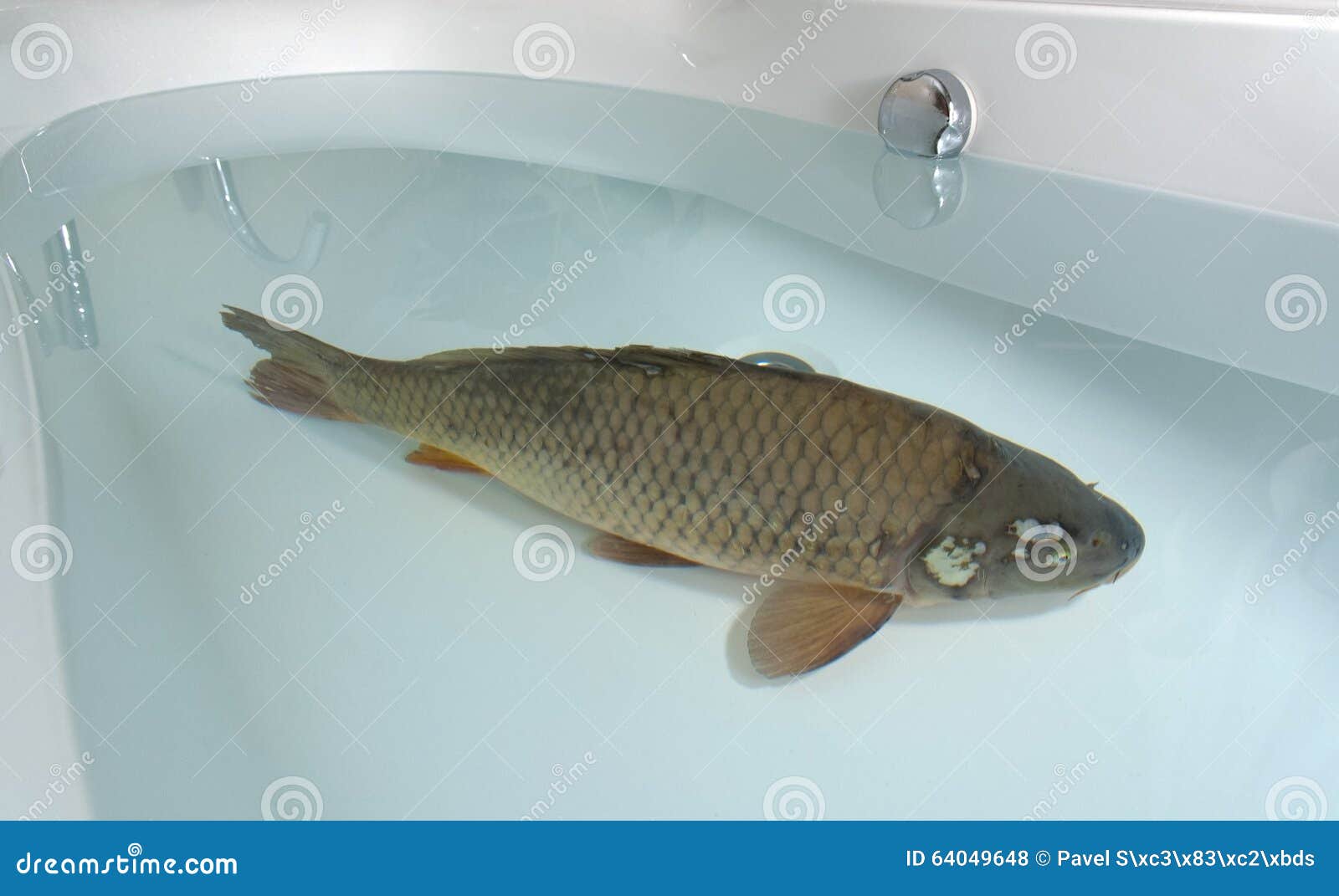 Karp W Wannie Zdjęcie Stock - Obraz: 64049648