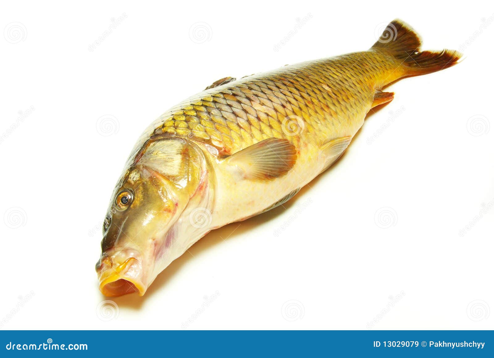 Karper stock afbeelding. Image of overzees, keuken, dier - 13029079