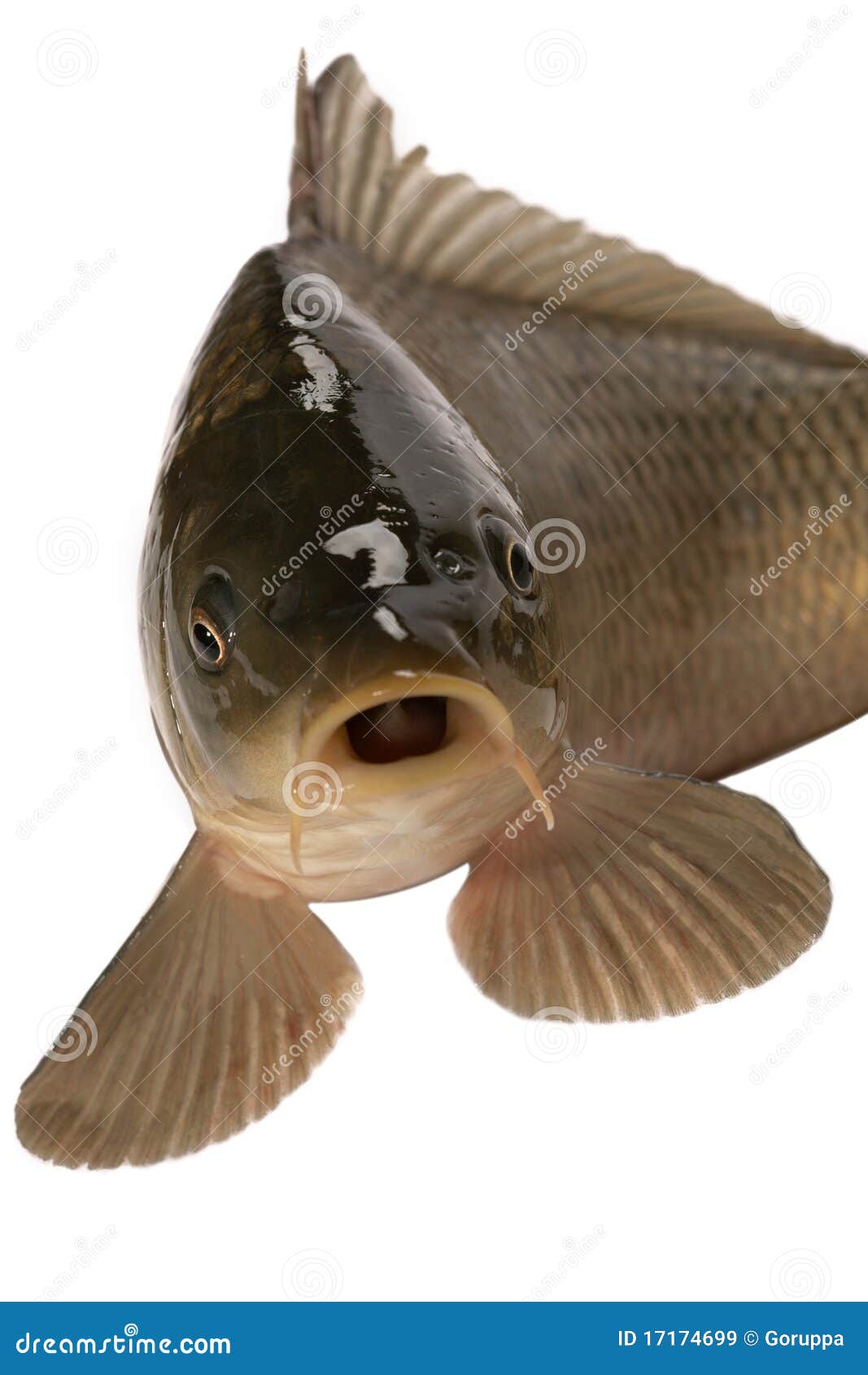Karper stock afbeelding. Image of mond, karper, gewervelde - 17174699