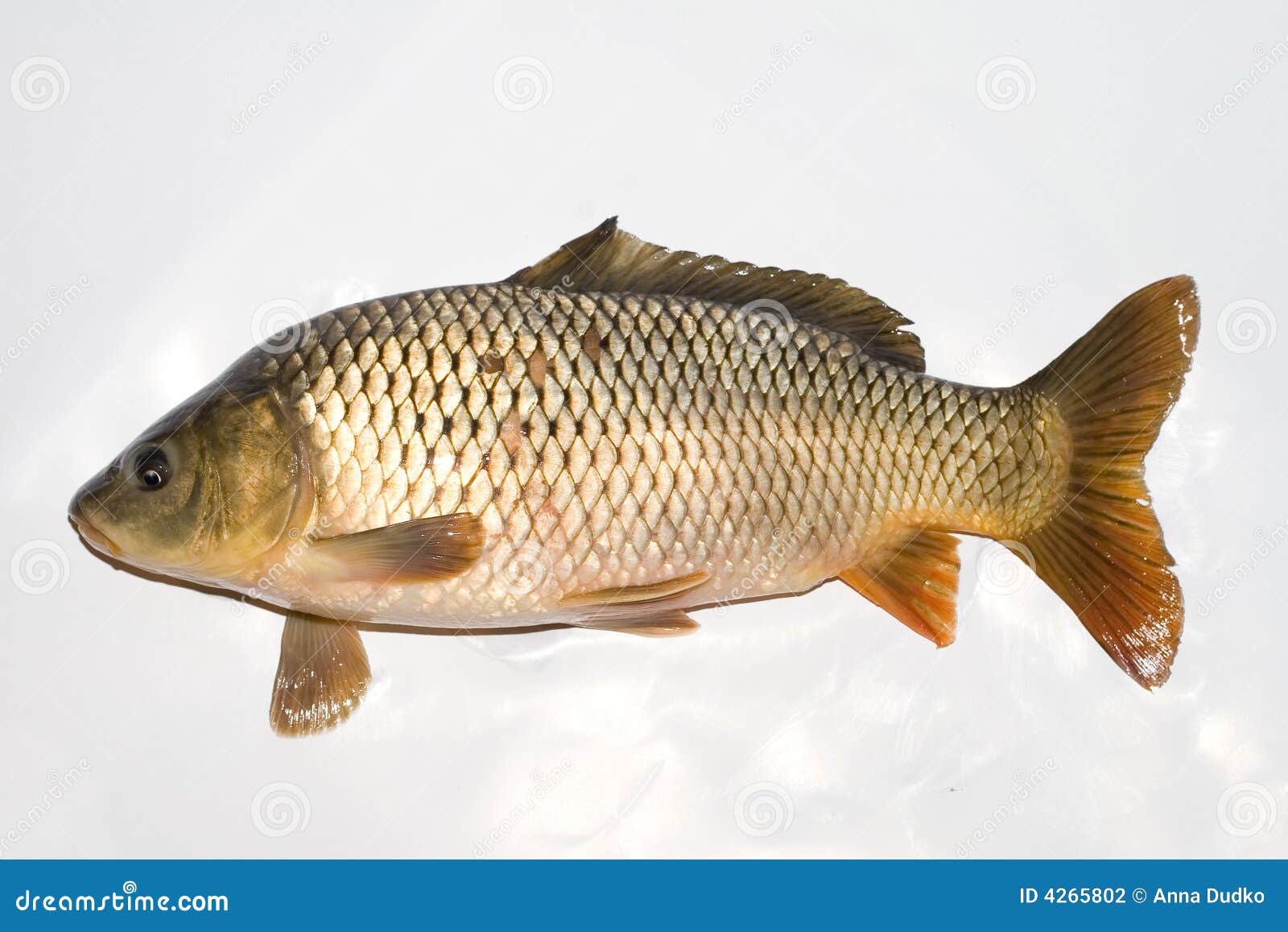 Karper stock foto. Image of dier, visserij, gezond, hoofd - 4265802