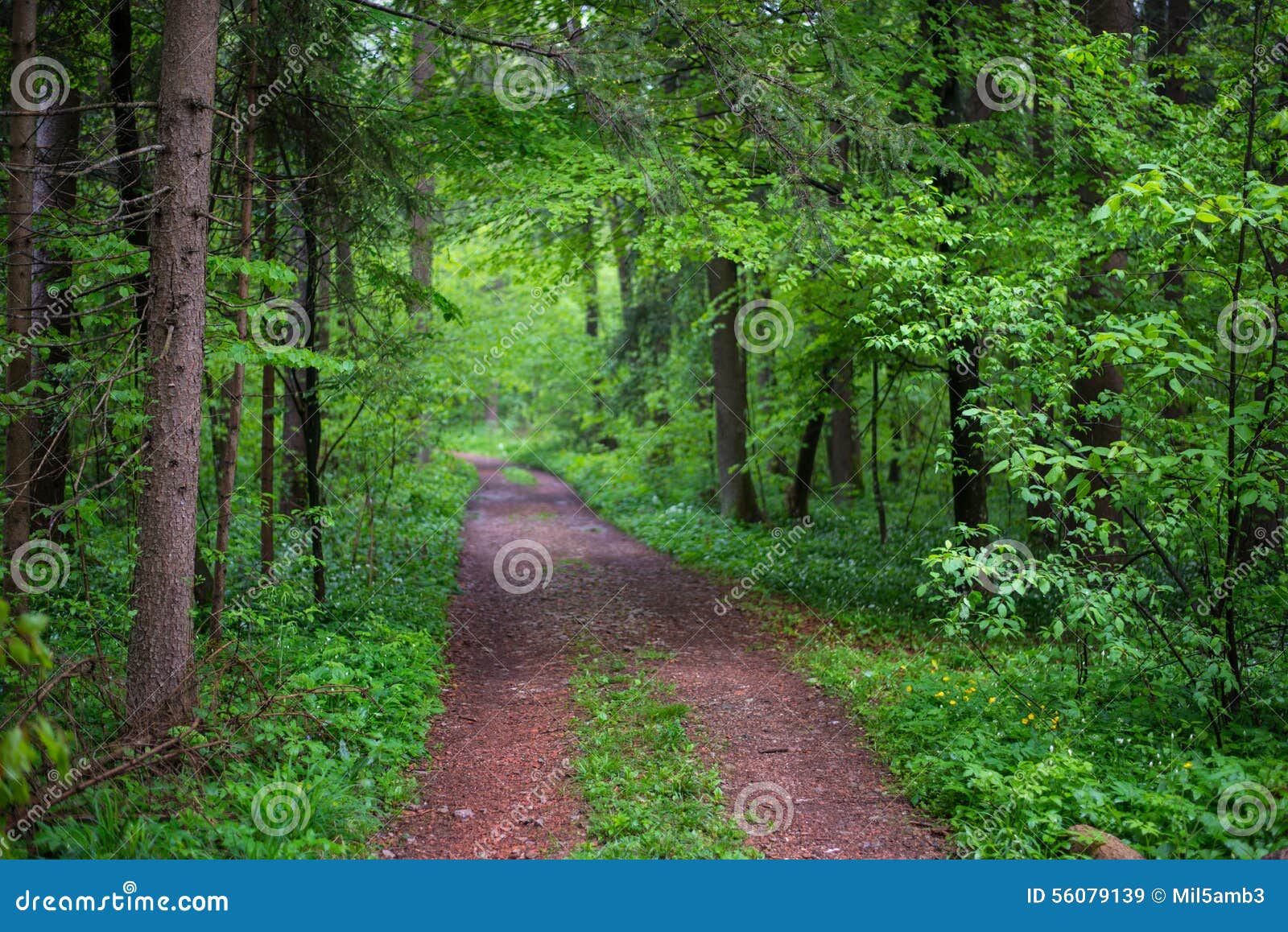 Karrespoor in een diep bos stock afbeelding. Image of takken - 56079139