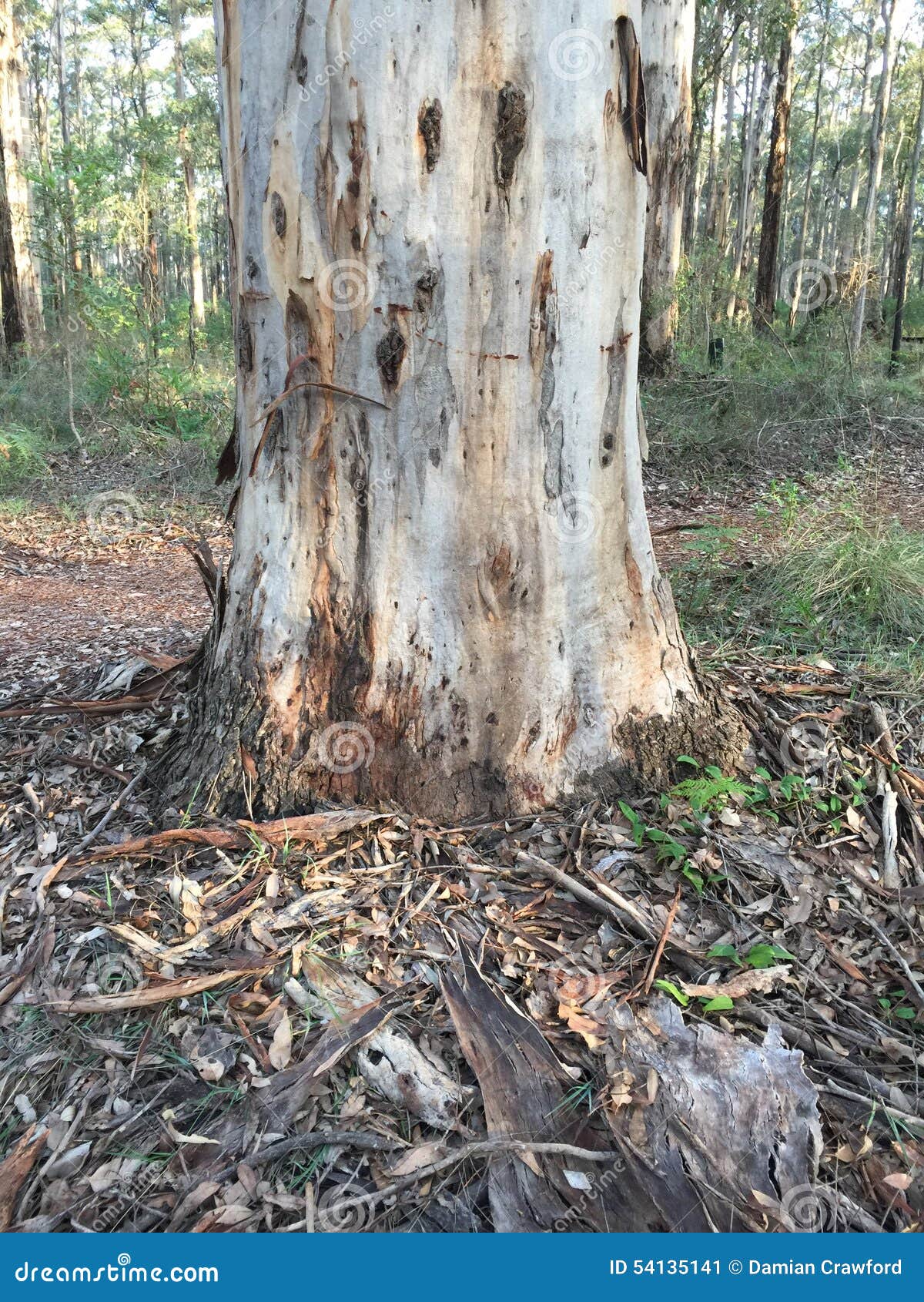 Winter Australia Cartoon Stock Photos - Free & Royalty-Free Stock ...