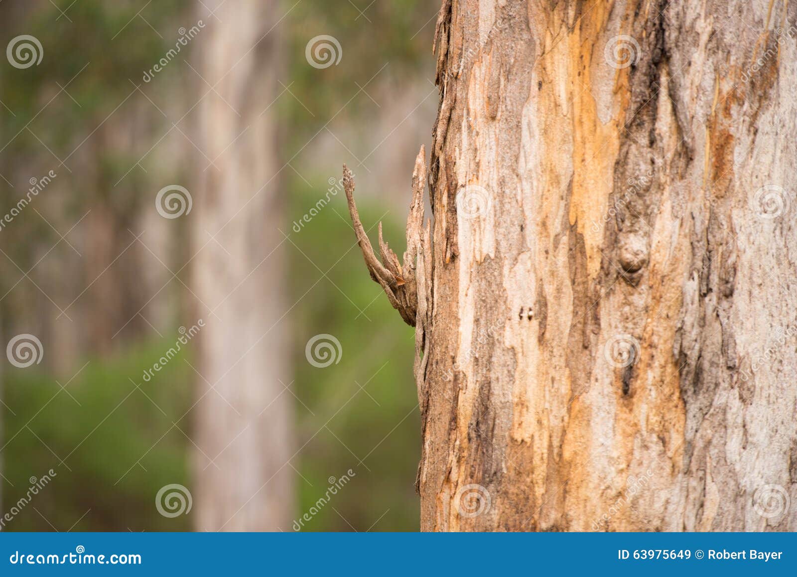 Karri Tree Eucalyptus Forest Australia Immagine Stock - Immagine di ...
