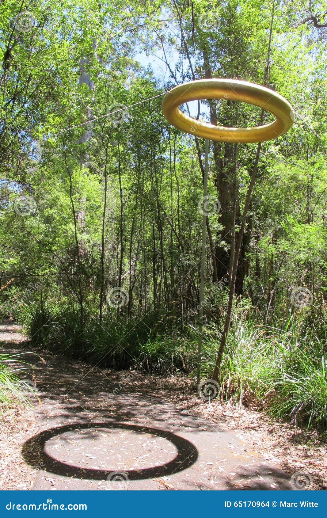 Karri Trees, West Australia Stock Photo - Image of lush, bark: 65170964