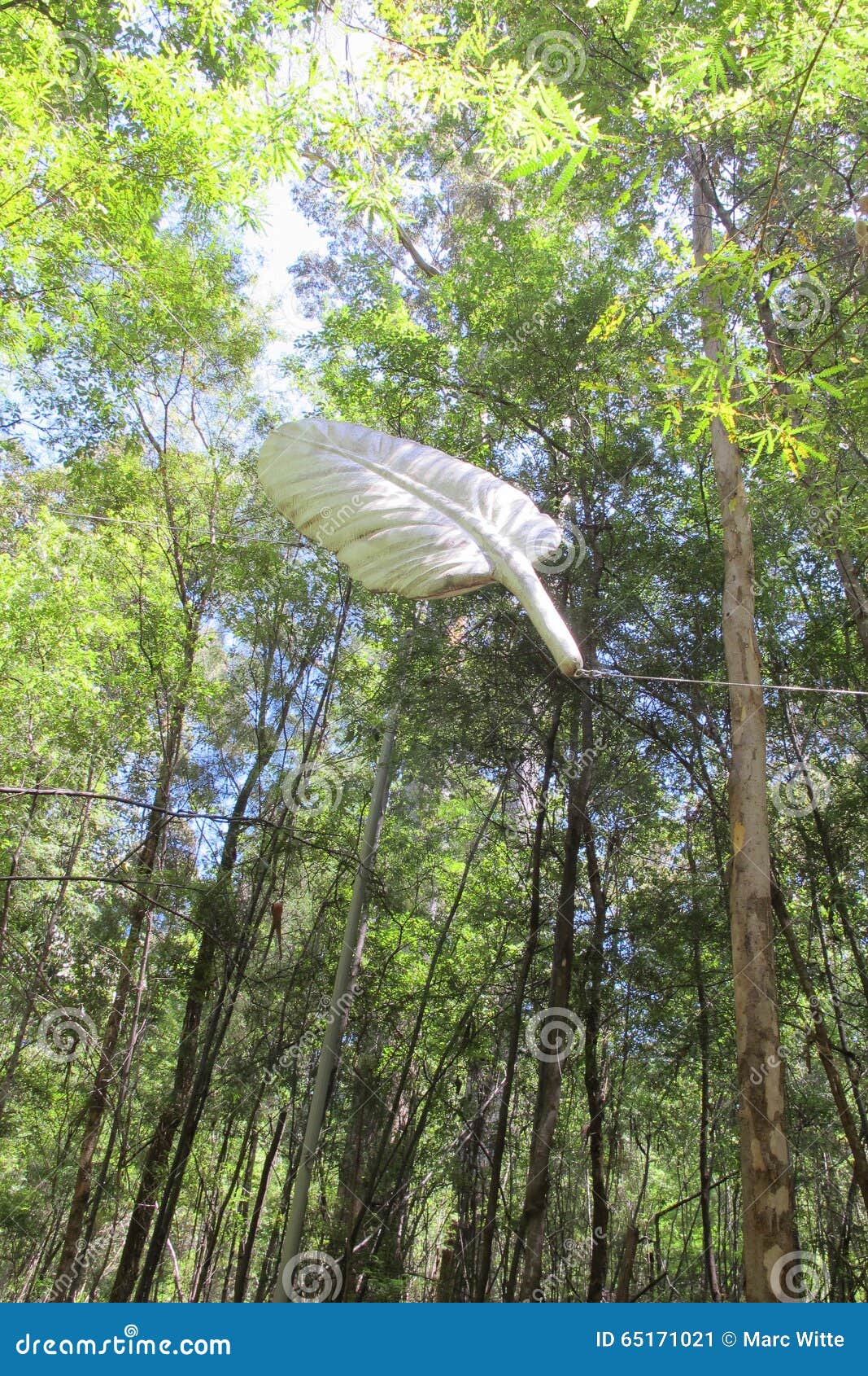 Karri Trees: Overlook Royalty-Free Stock Photo | CartoonDealer.com ...