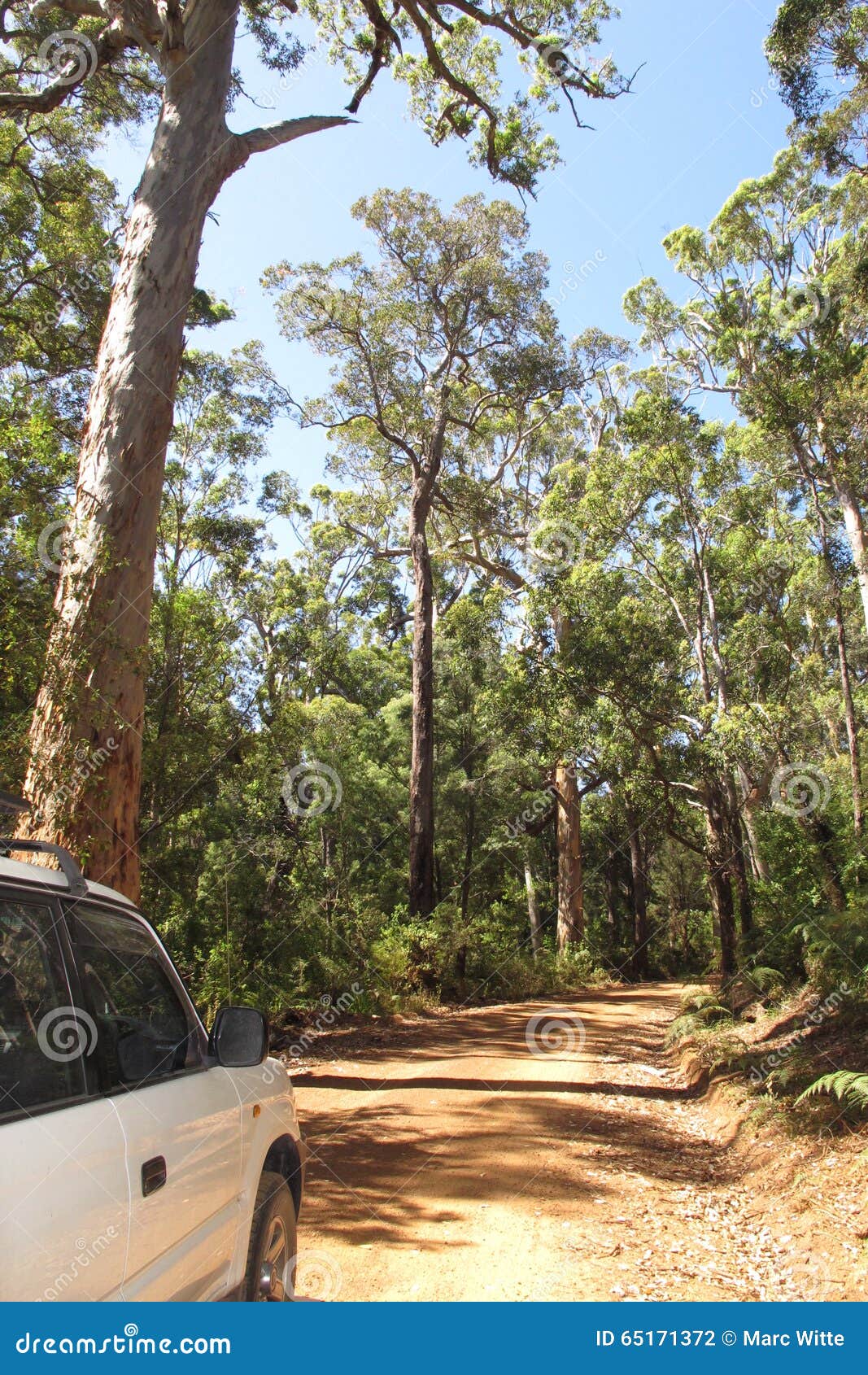 Karri Trees, West Australia Stock Photo - Image of karri, national ...