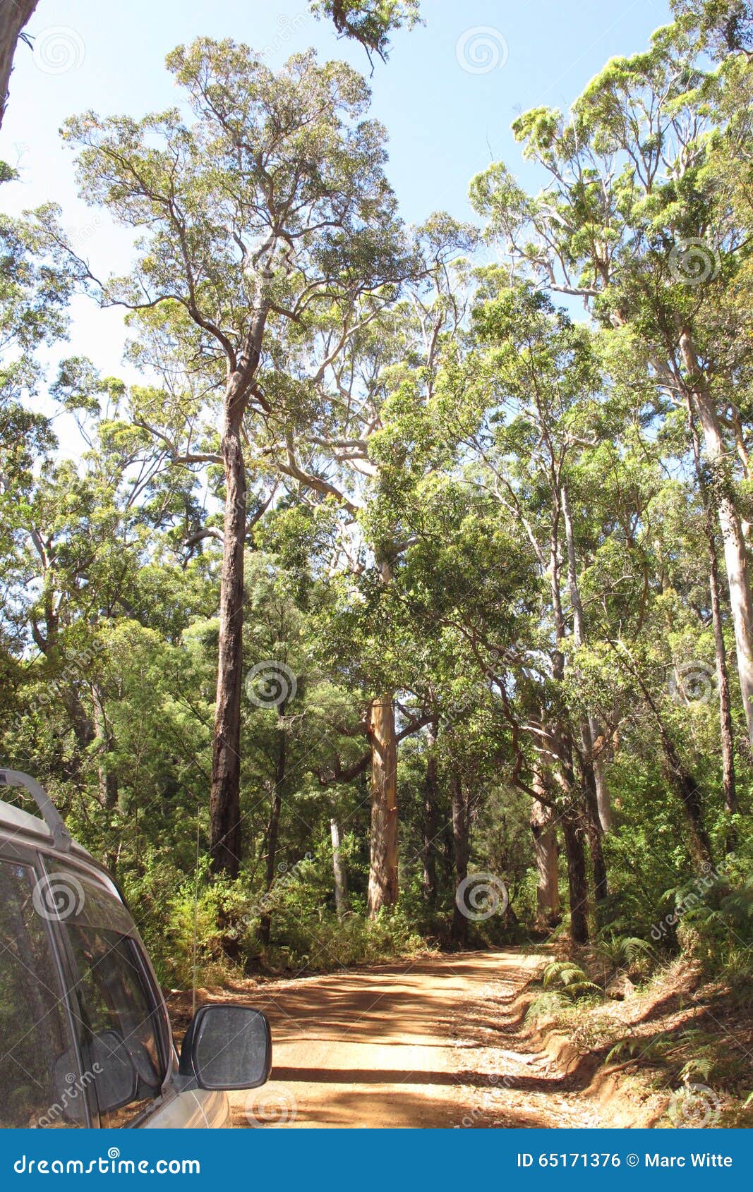 Karri Trees, West Australia Stock Photo - Image of plant, national ...
