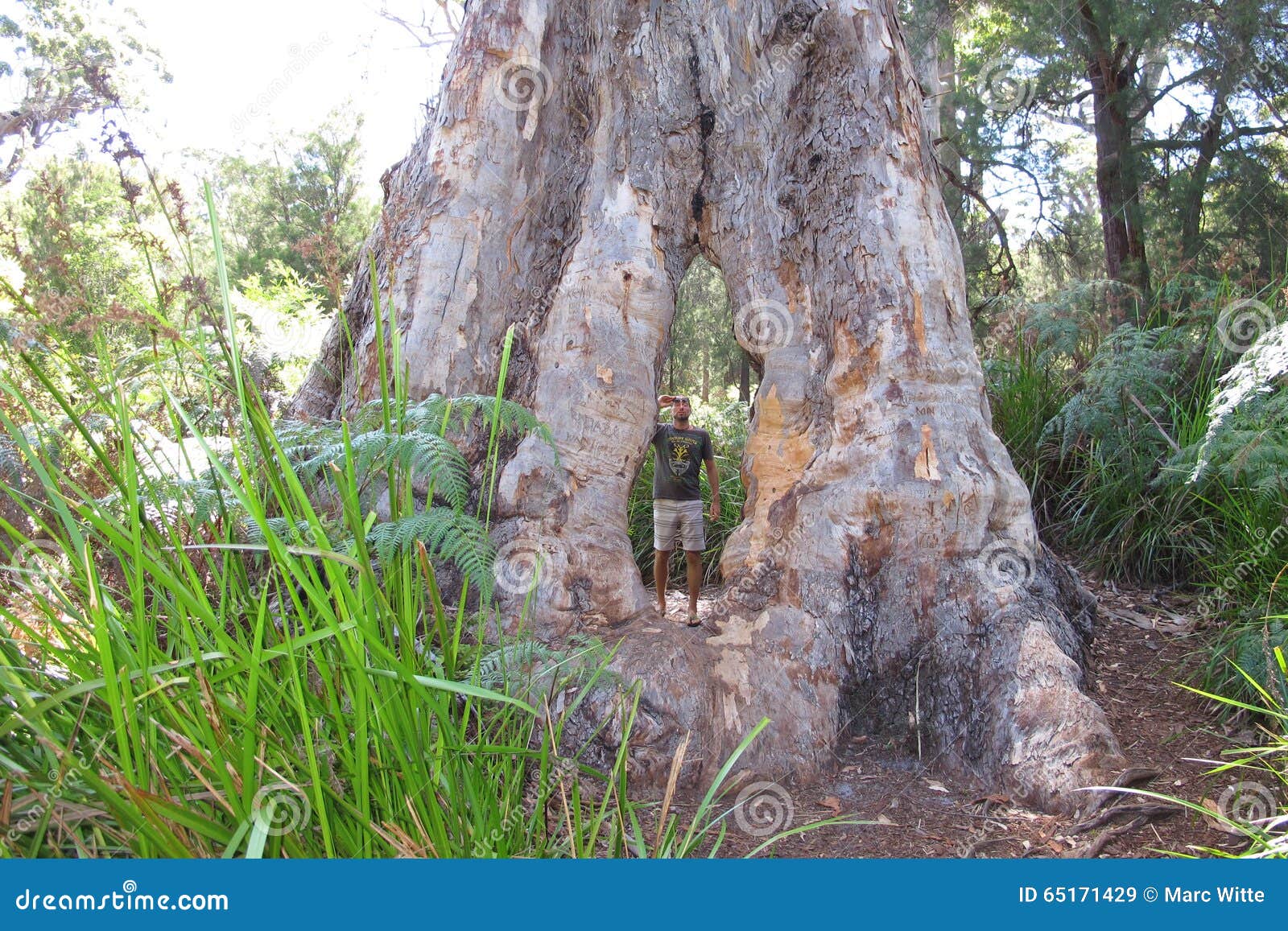 Karri Trees: Overlook Royalty-Free Stock Photo | CartoonDealer.com ...