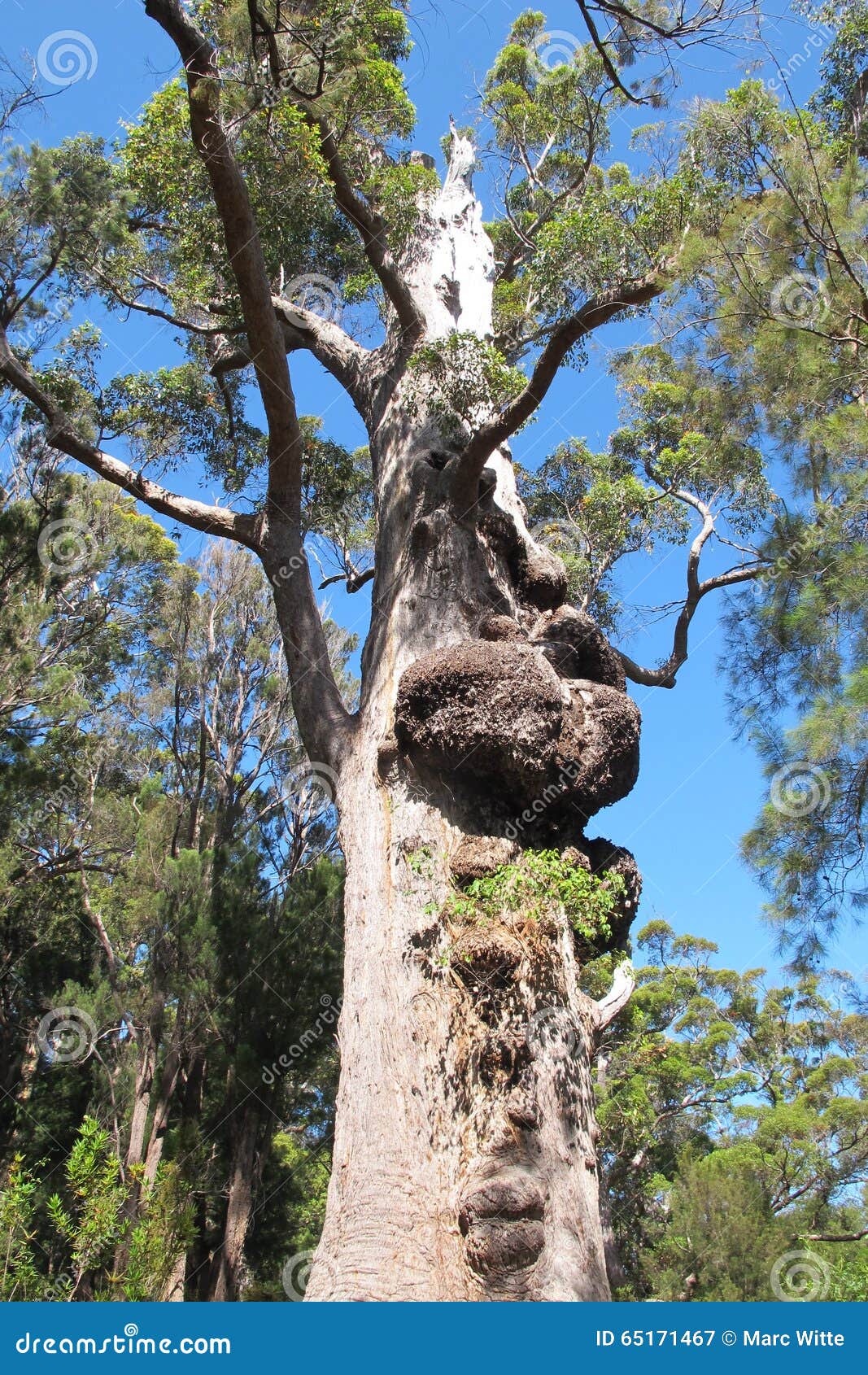 Karri Trees, West Australia Stock Image - Image of forrest, leeuwin ...