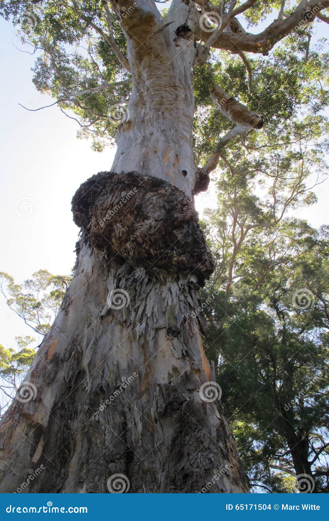Karri Trees, West Australia Stock Photo - Image of natural, green: 65171504