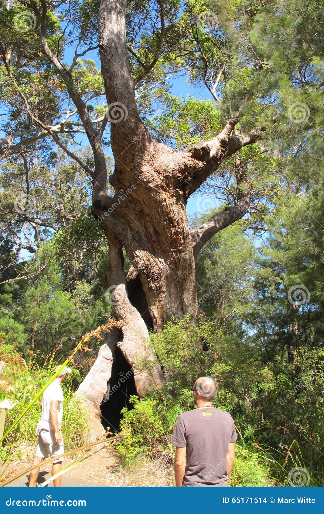 Karri Trees, West Australia Stock Photo - Image of landscape, empire ...