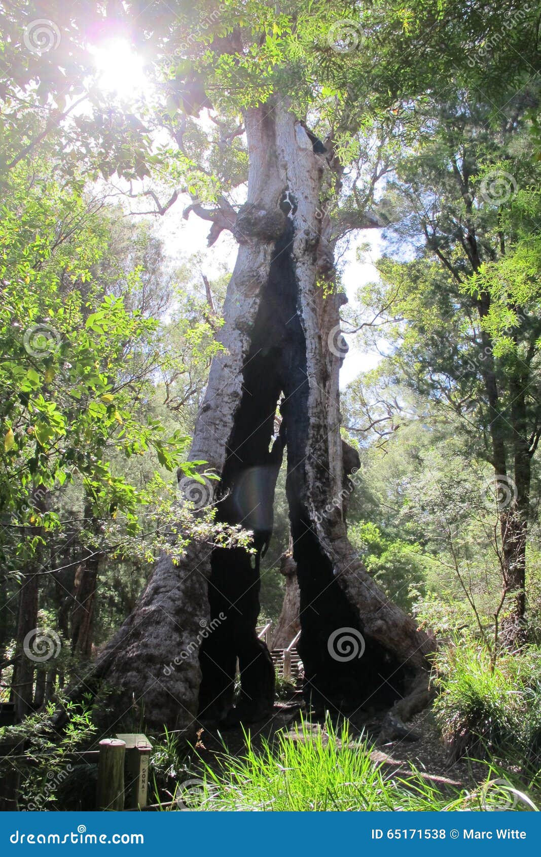 Karri Trees: Overlook Royalty-Free Stock Photo | CartoonDealer.com ...