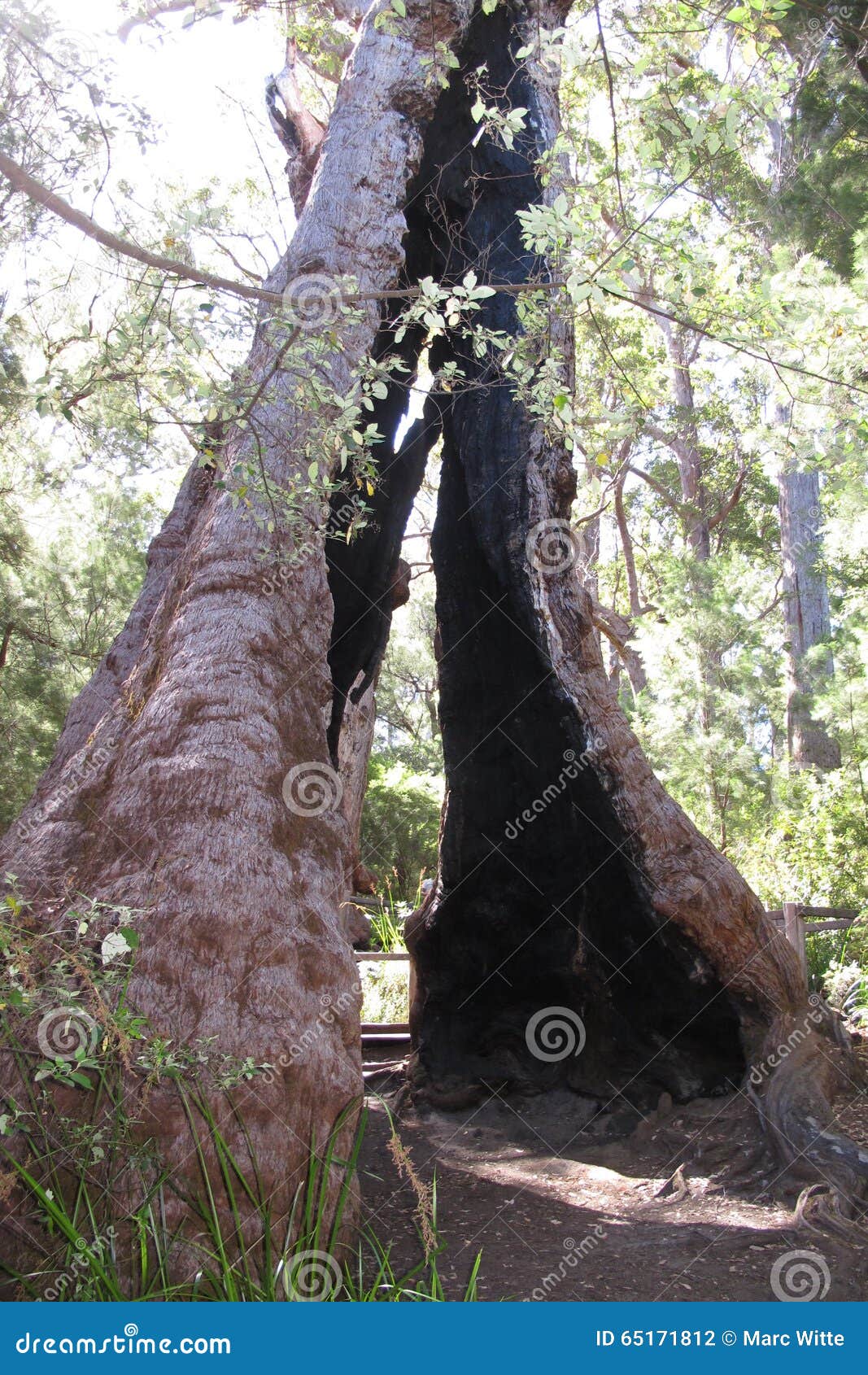 Karri Trees, West Australia Stock Photo - Image of forrest, national ...