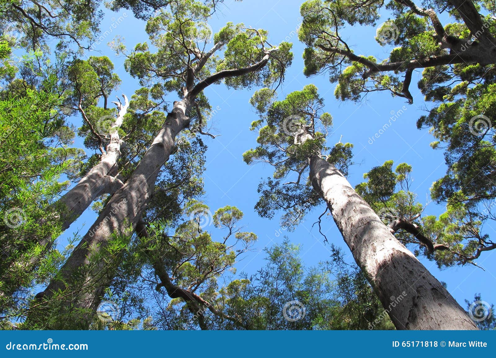 Karri Trees, West Australia Stock Photo - Image of light, forest: 65171818