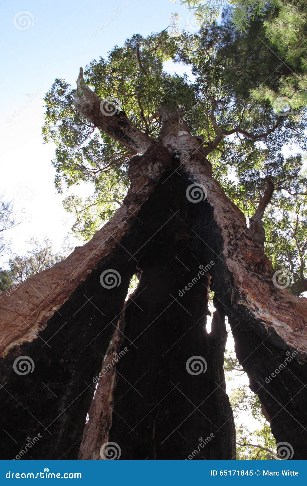 Karri Trees, West Australia Stock Image - Image of park, forest: 65171845