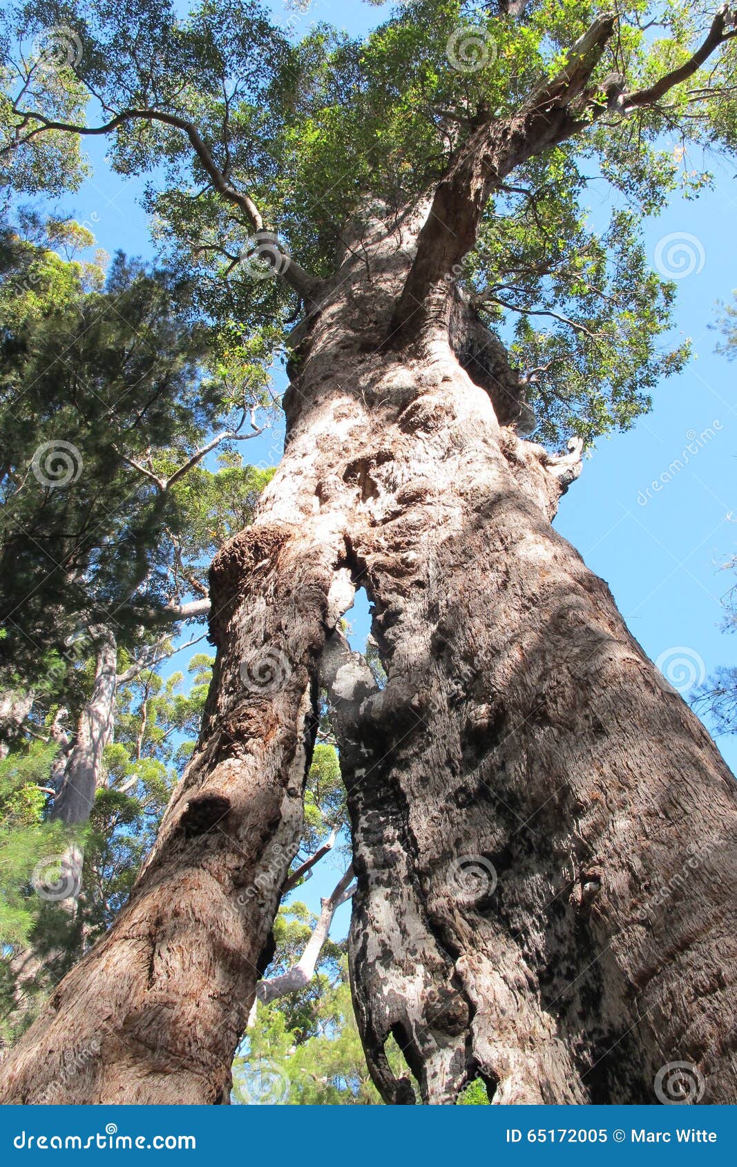 Karri Trees, West Australia Stock Image - Image of leeuwin, national ...