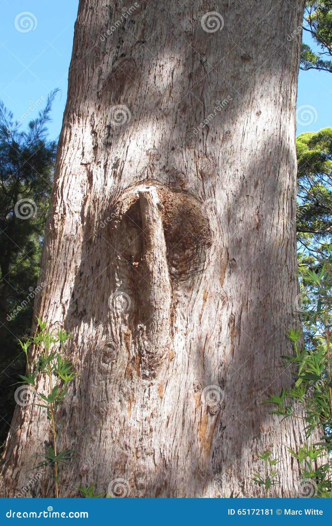 Karri Trees, West Australia Stock Image - Image of empire, ancient ...