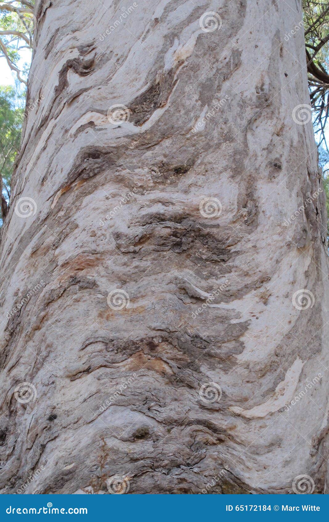 Karri Trees, West Australia Stock Photo - Image of national, denmark ...