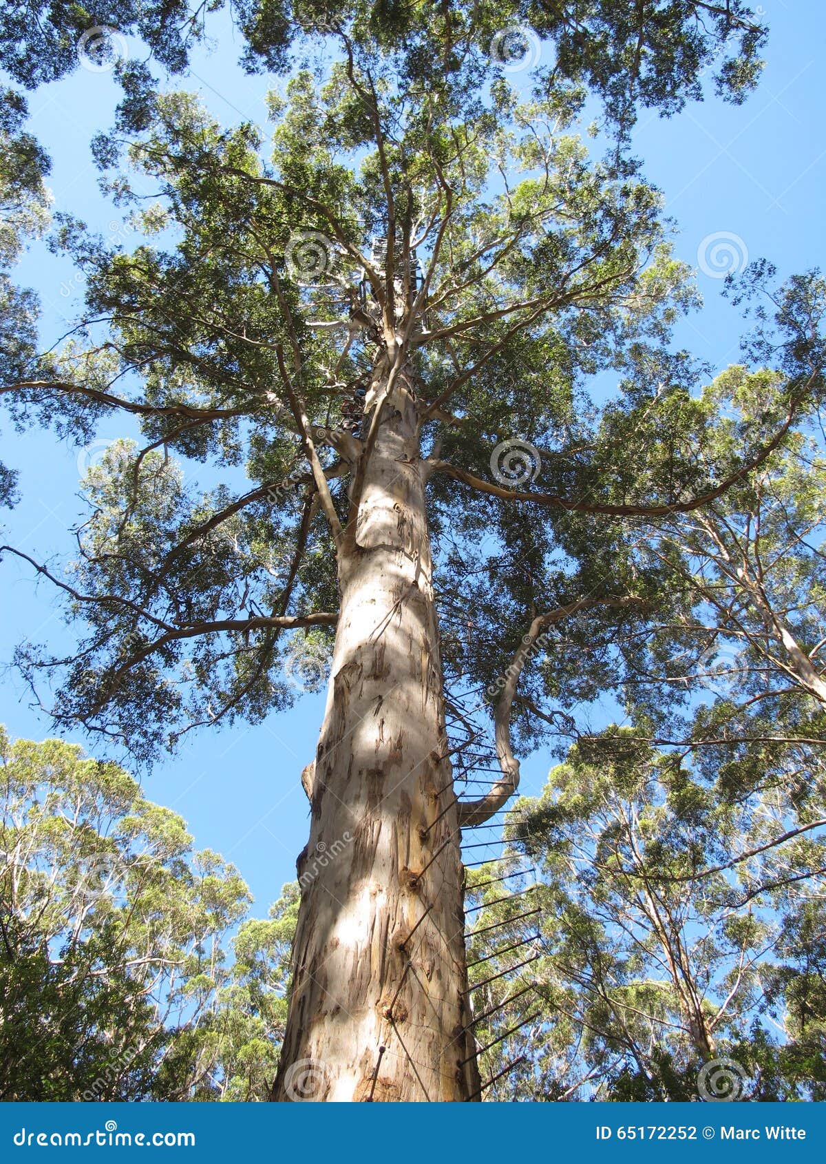 Karri Trees: Overlook Royalty-Free Stock Photo | CartoonDealer.com ...