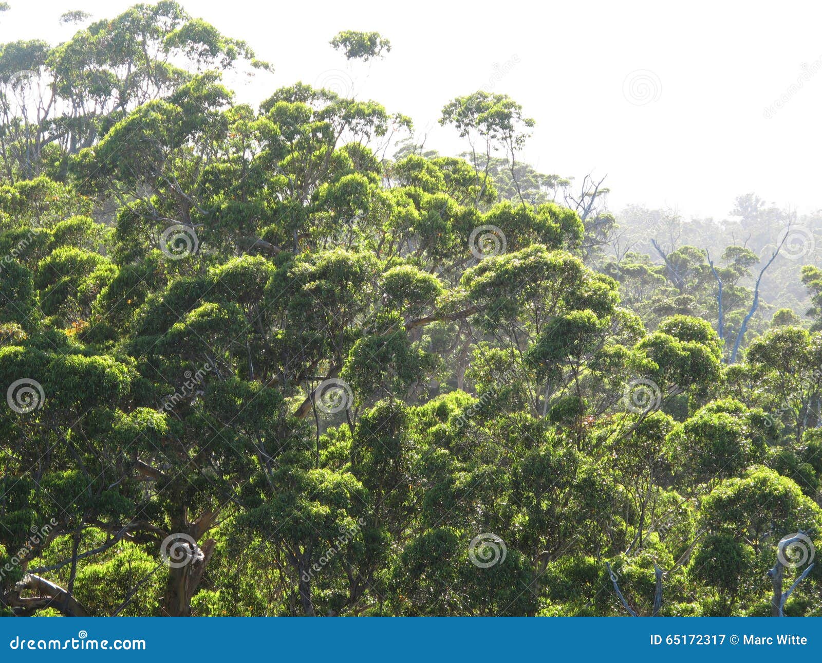 Karri Trees, West Australia Stock Image - Image of landscape ...