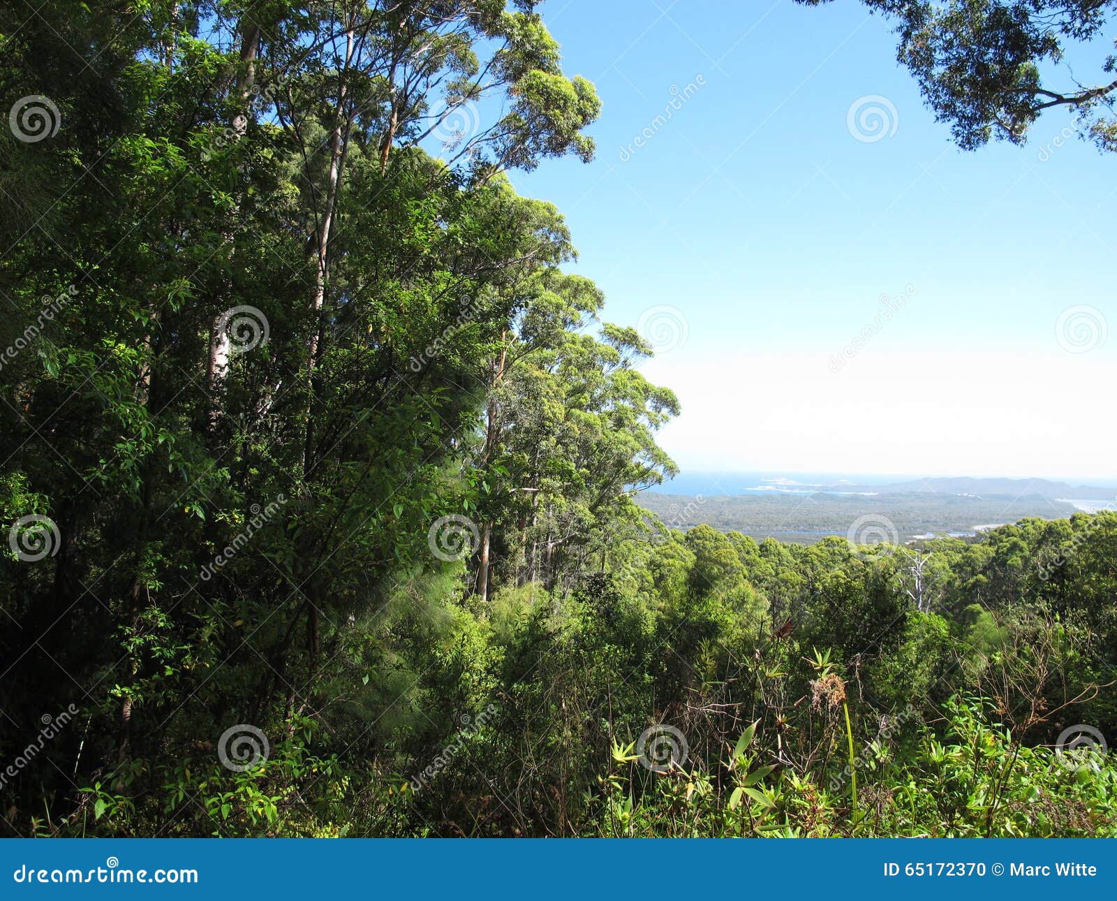Karri Trees: Overlook Royalty-Free Stock Photo | CartoonDealer.com ...
