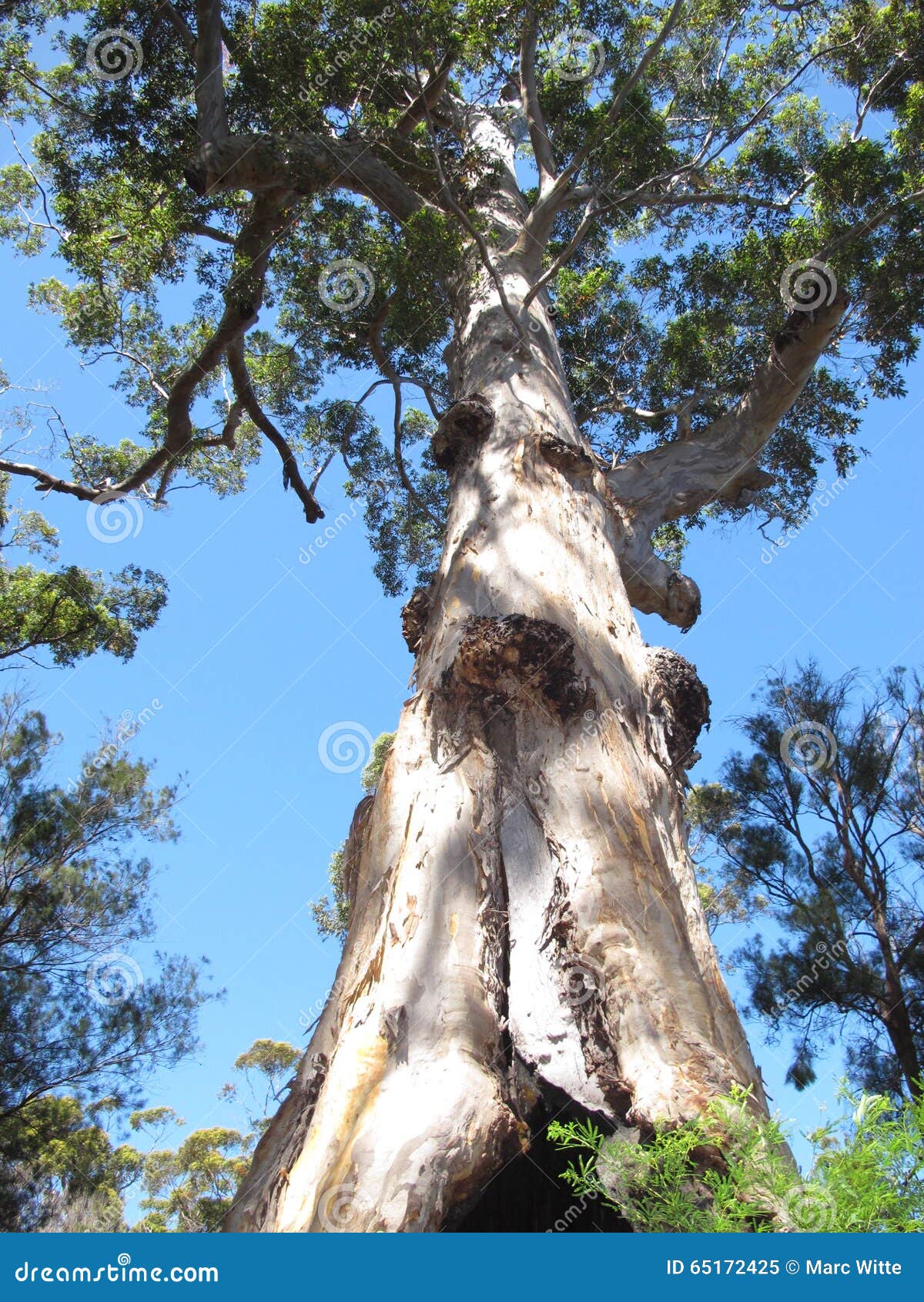Karri Trees, West Australia Stock Image - Image of leeuwin, denmark ...