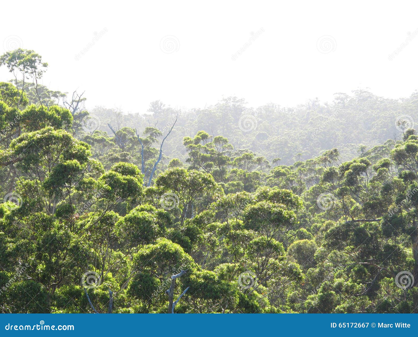 Karri Trees, West Australia Stock Image - Image of bark, nornalup: 65172667