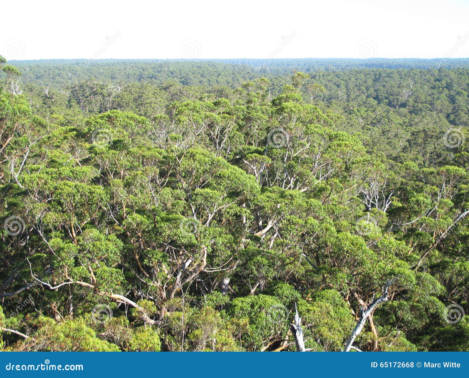 Karri Trees, West Australia Stock Photo - Image of park, nature: 65172668