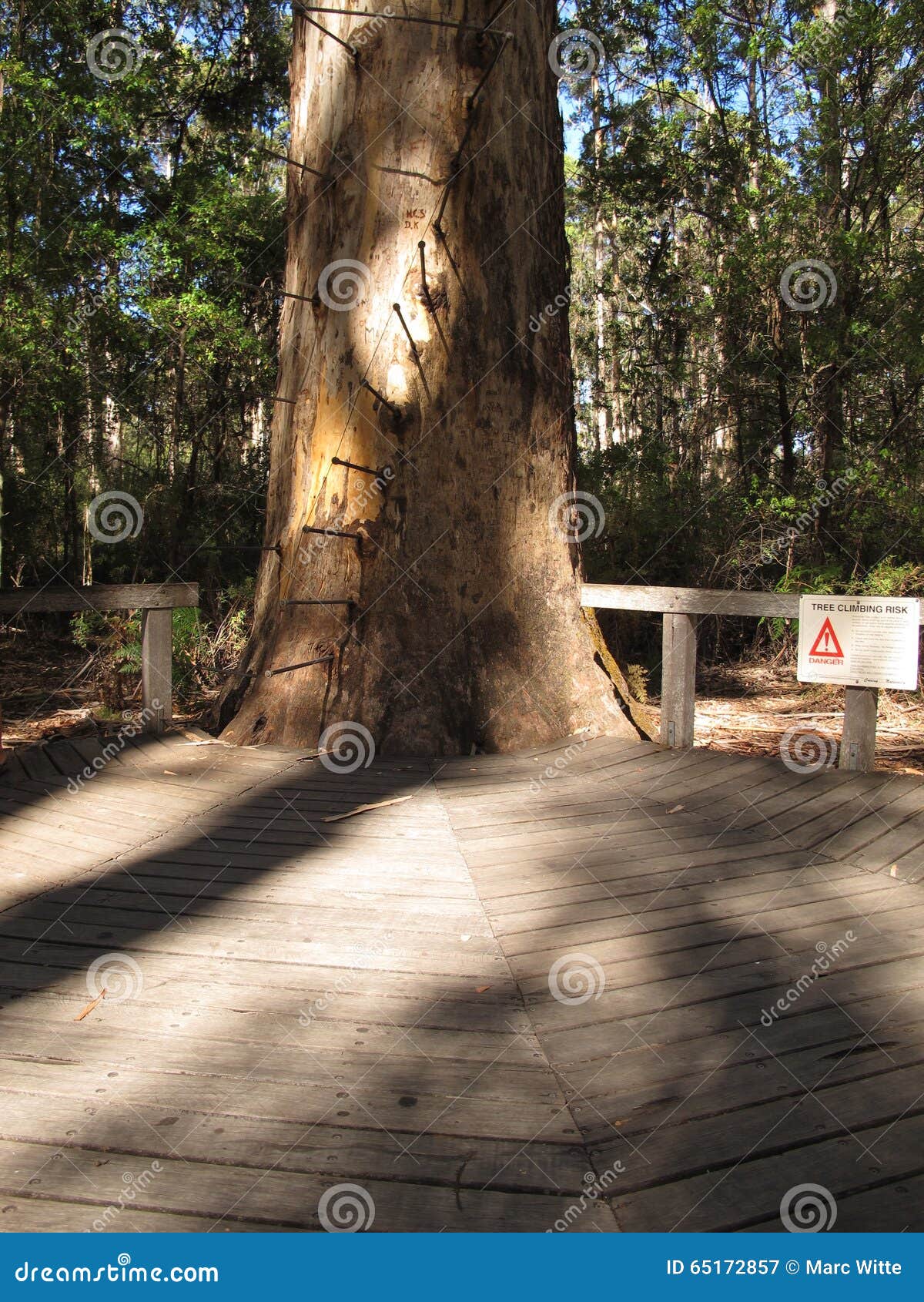 Karri Trees, West Australia Stock Image - Image of green, eucalyptus ...