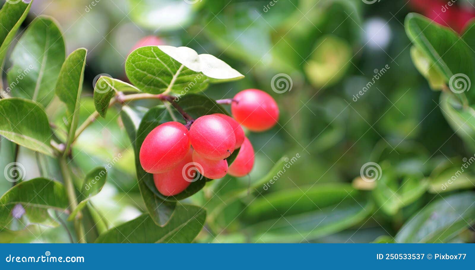 Karunda Fruit Blossom on Tree Stock Image - Image of growth, medicine ...