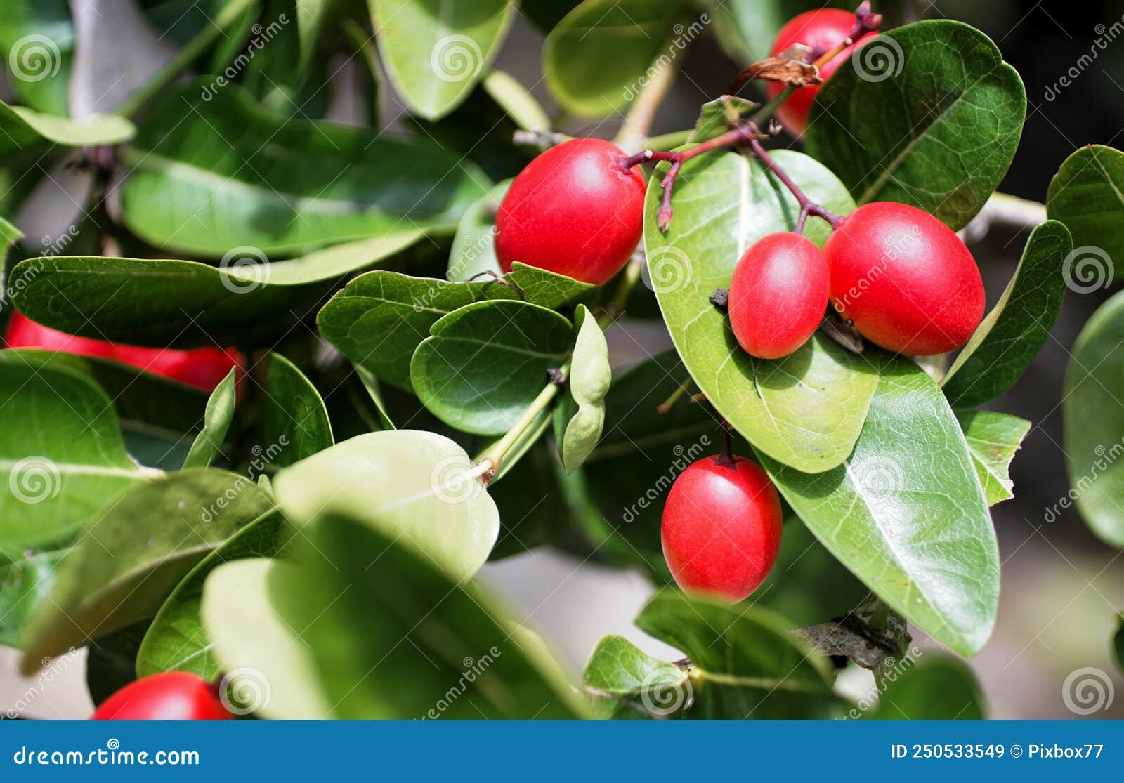 Karunda Fruit Blossom on Tree Stock Image - Image of currant, healthy ...