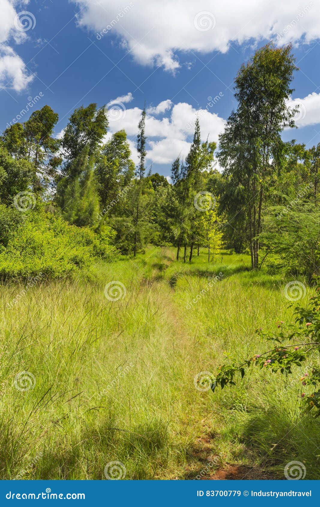 Karura Forest Path, Nairobi, Kenya Stock Image - Image of green, travel ...