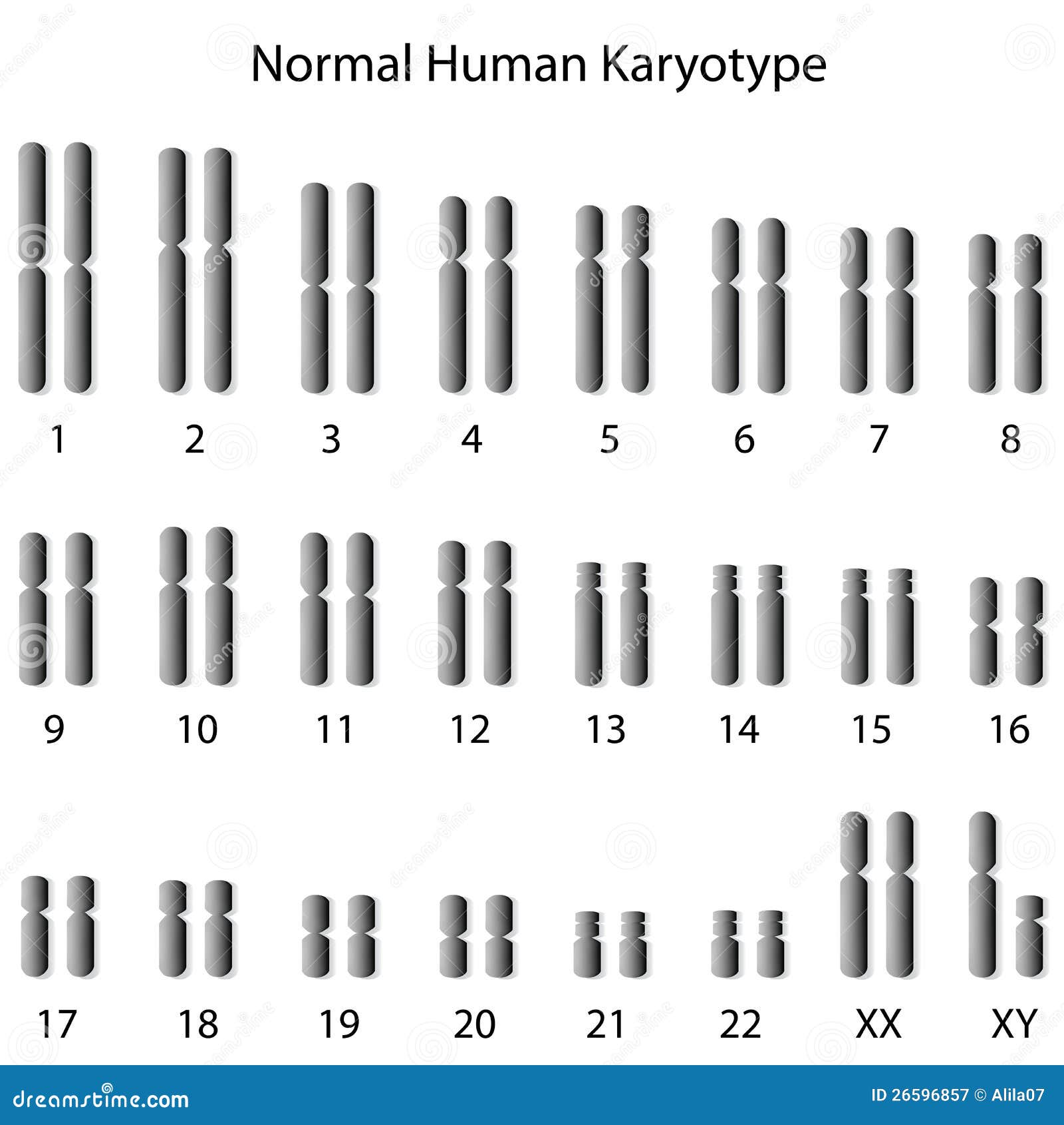 Karyotype humain normal illustration de vecteur. Illustration du paires ...